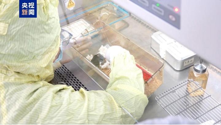 “太空小鼠”，当妈妈了！-新黄河APP