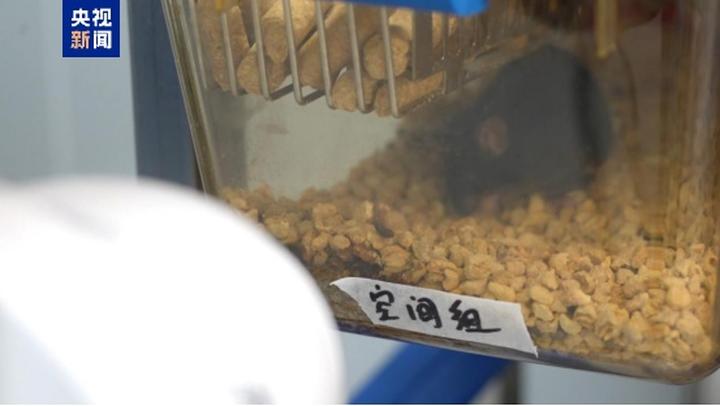 “太空小鼠”，当妈妈了！-新黄河APP